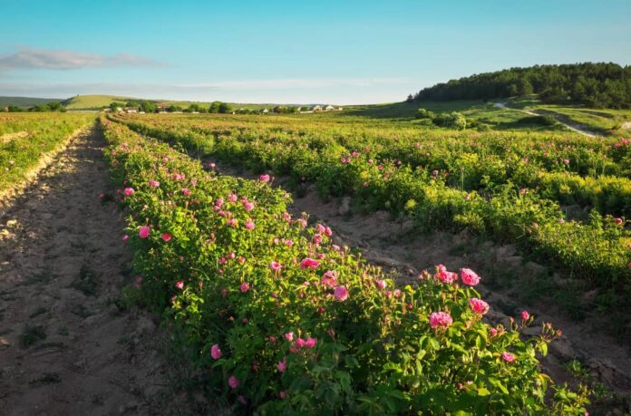The Rose Capital: Discovering Bulgaria's Rose Valley - Bulgarian Tea: A ...
