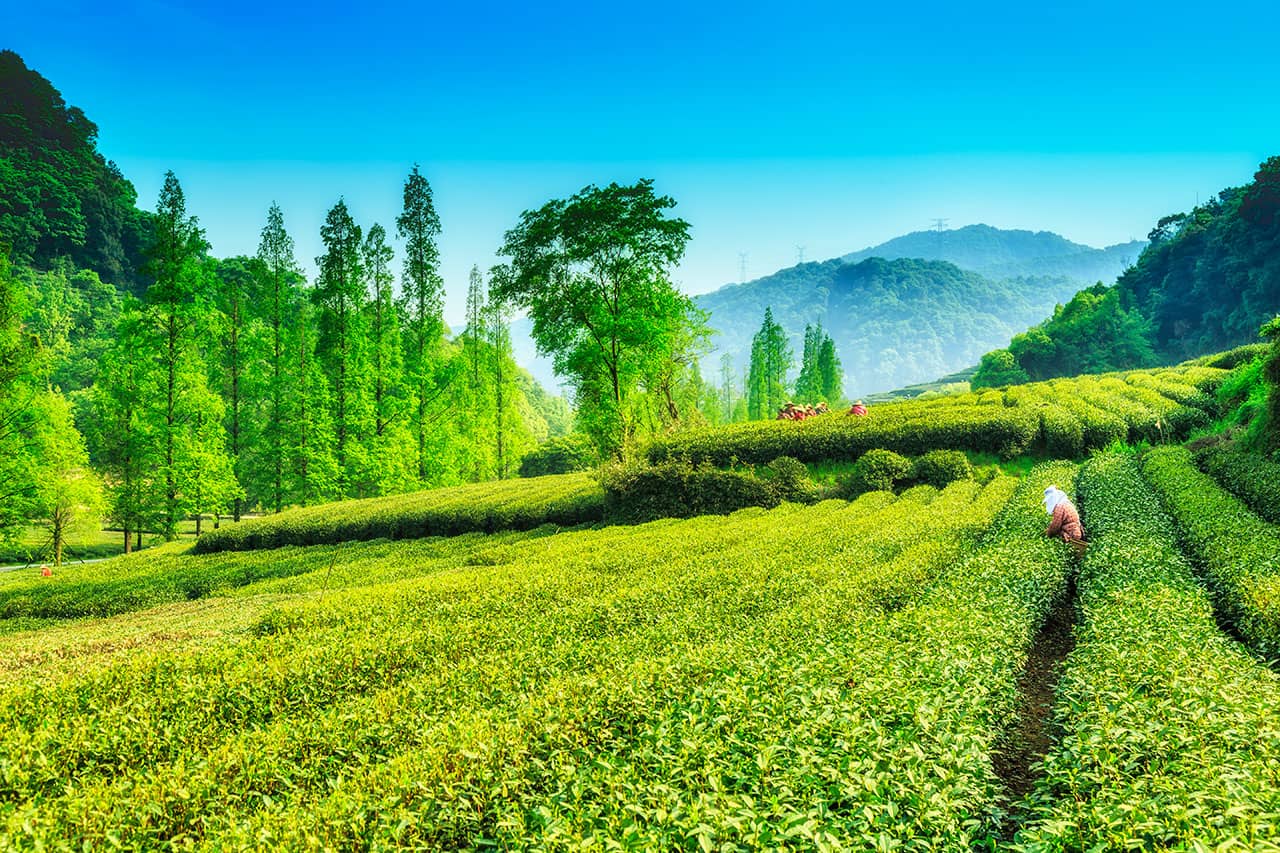 The Most Antioxidant-Rich Types of Tea and Why You Should Drink Them ...